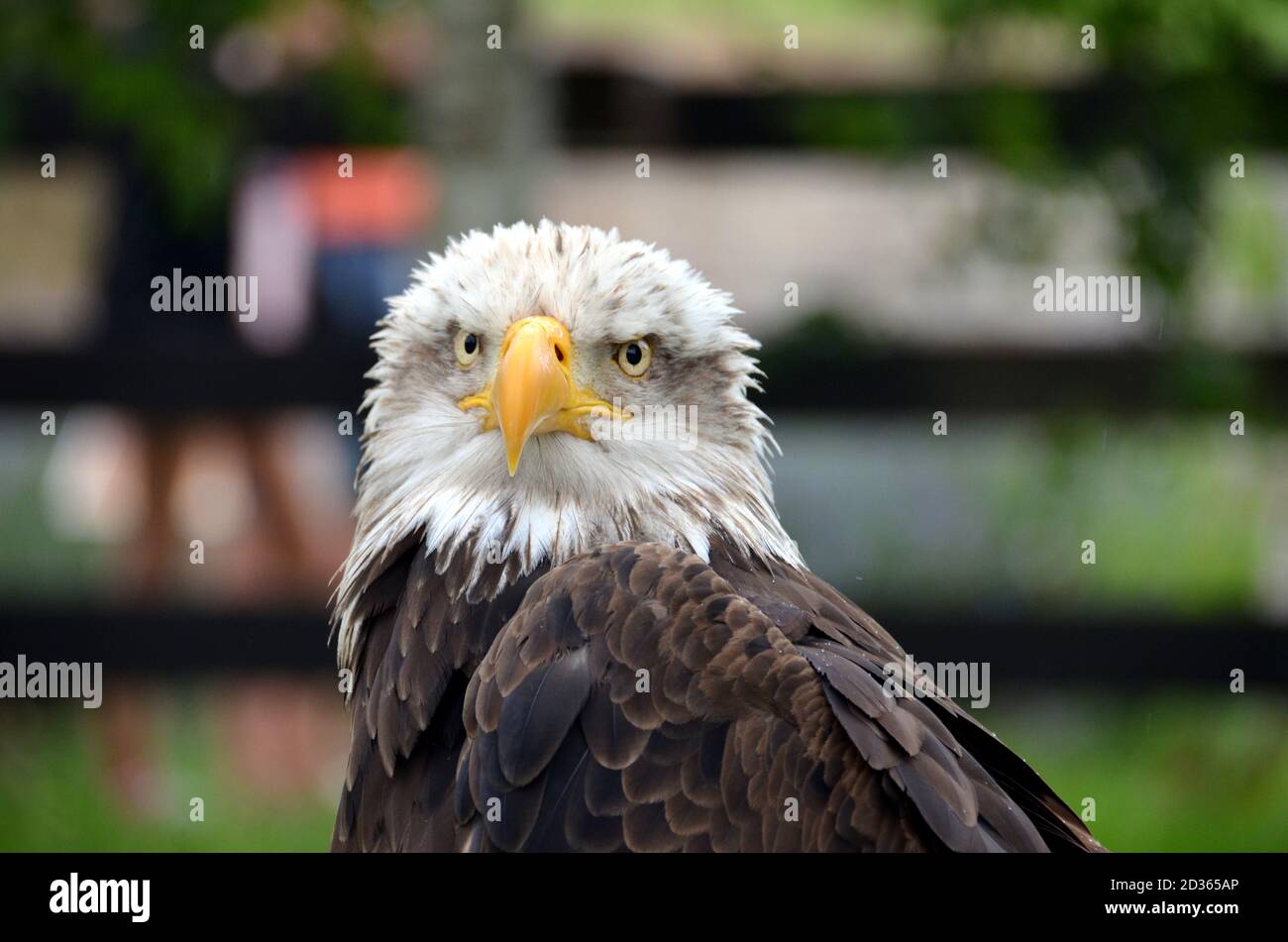 Closeup of a bald eagle, horizontal headshot Stock Photo - Alamy