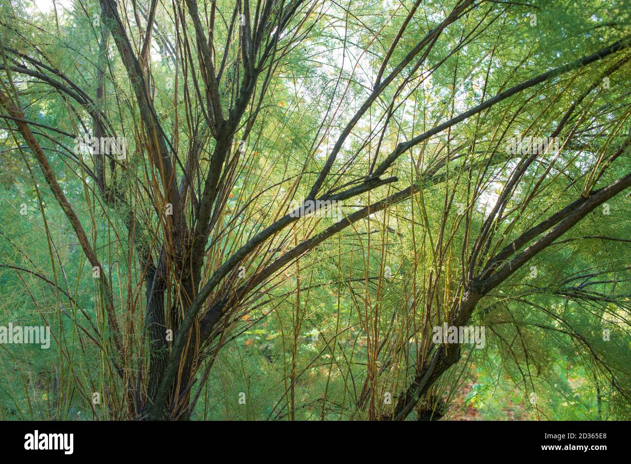 Inside the bush hi-res stock photography and images - Alamy