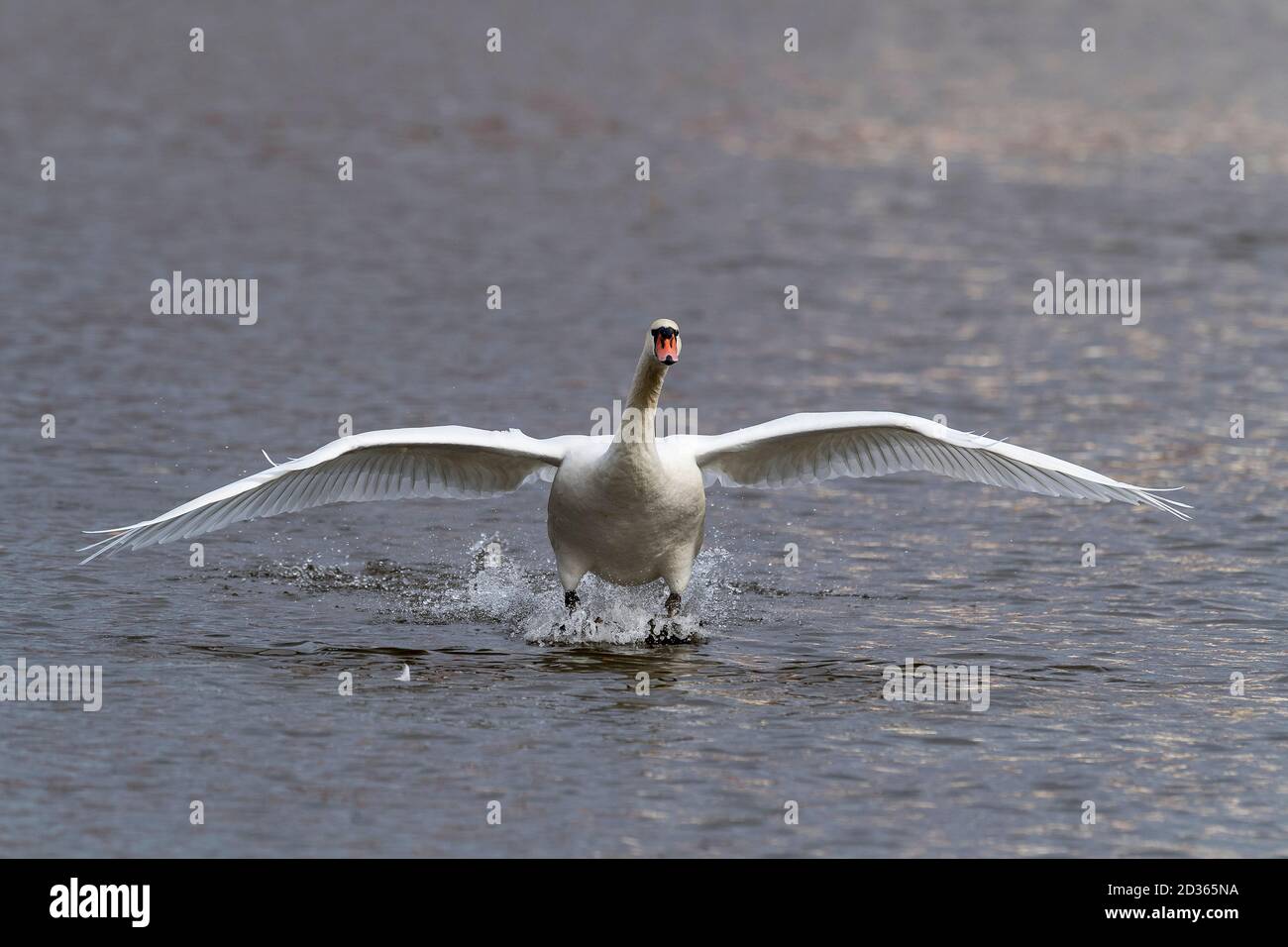 Splashdown of swan hi-res stock photography and images - Alamy