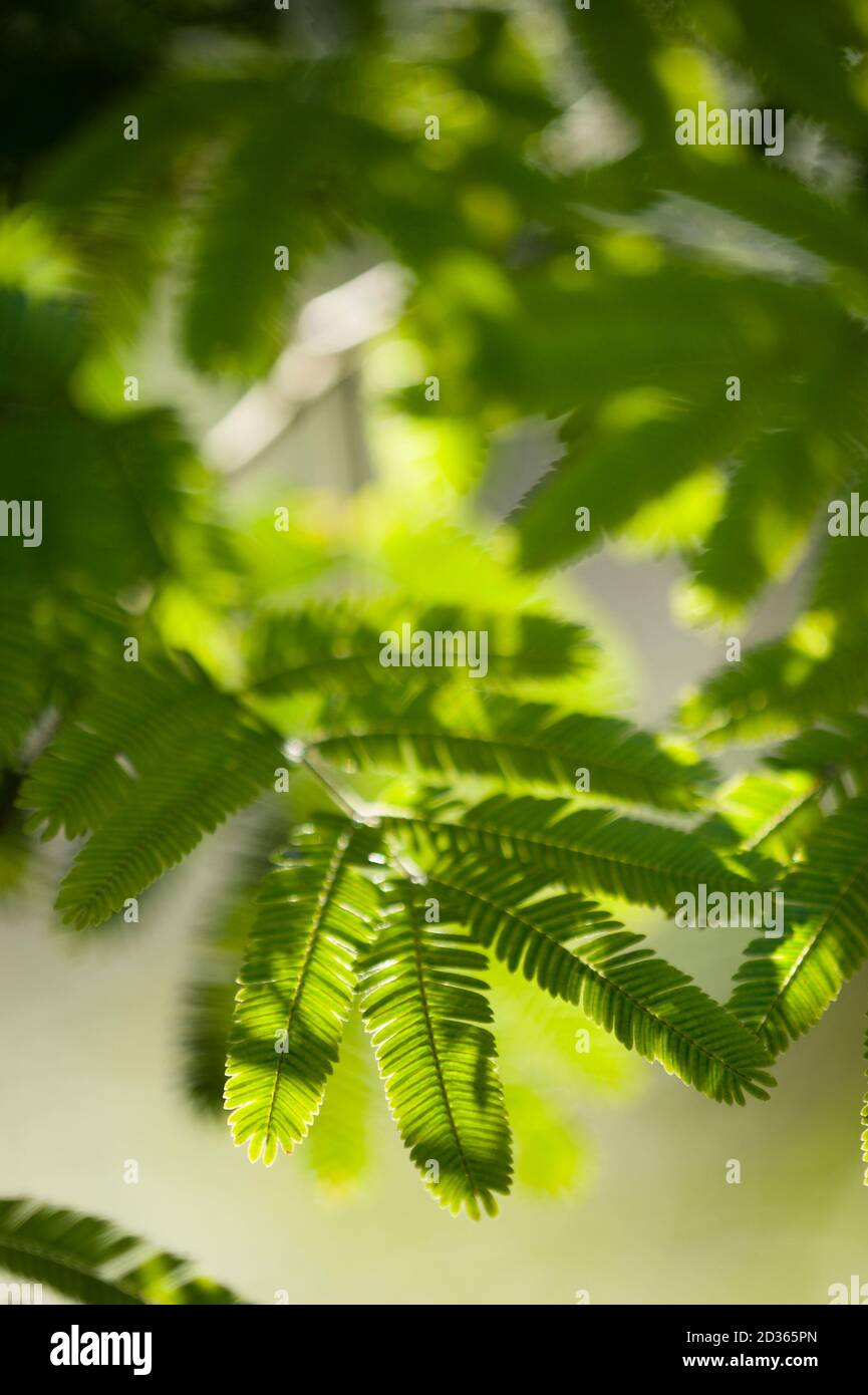Acacia, mimosa, detail with sun light through the leaves Stock Photo ...