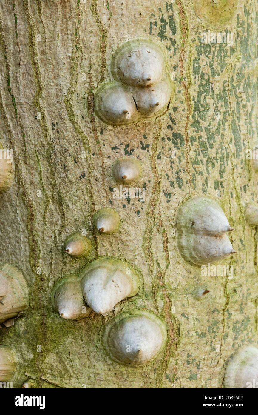 Tree bark with large thorns and spines Stock Photo - Alamy