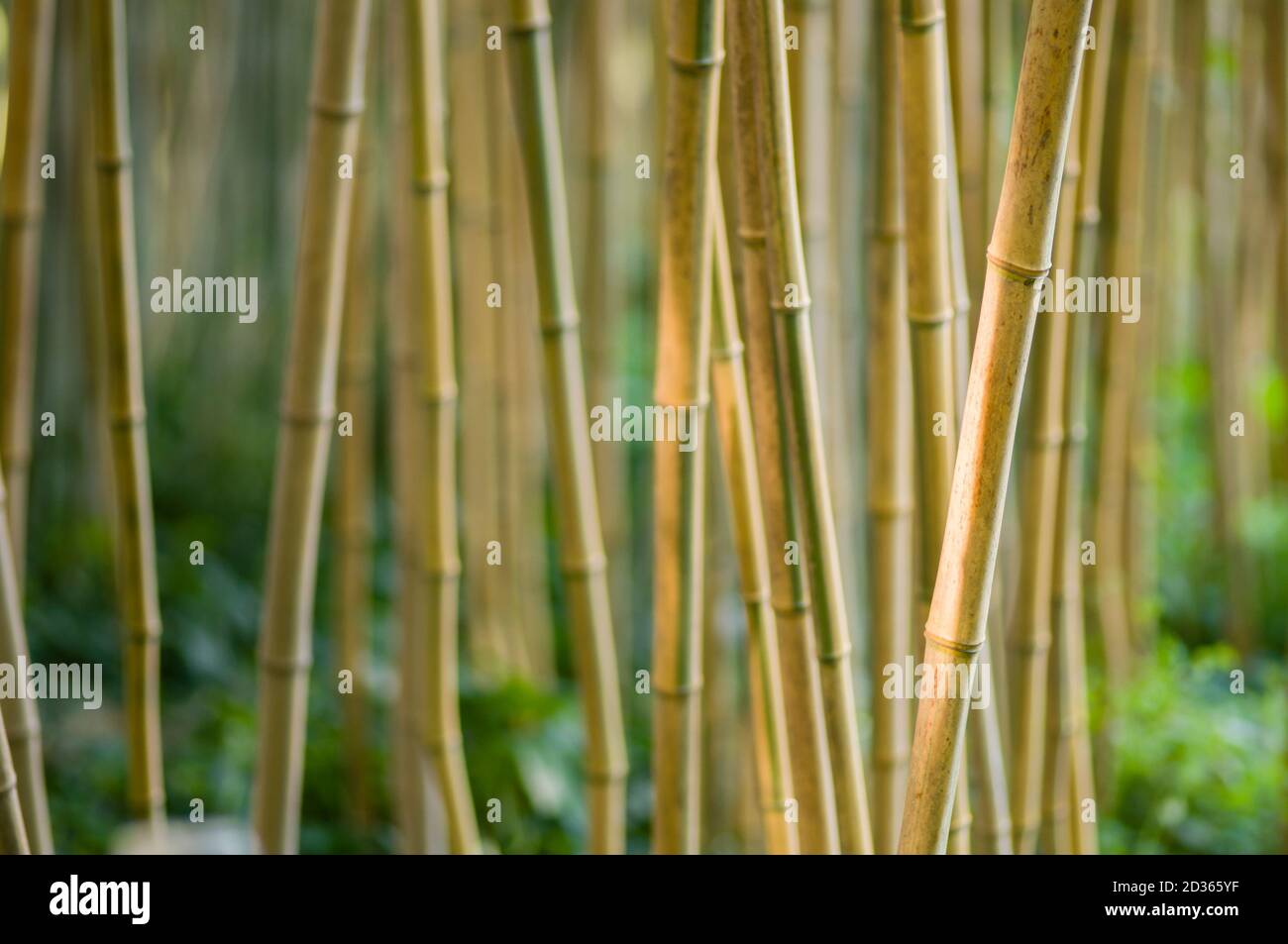 Green and brown Bamboo detail with side sun light Stock Photo - Alamy
