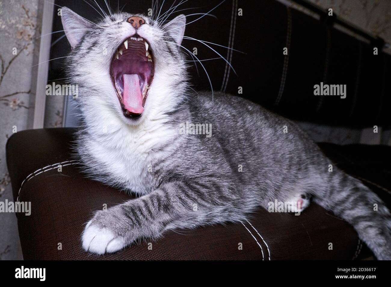 Cat yawns close-up on the couch. Macro photo throat, tongue and teeth ...