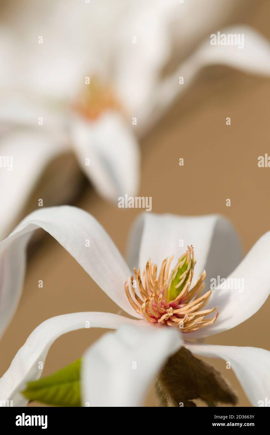 White Magnolia flower detail of pistils, petals and stamen Stock Photo ...