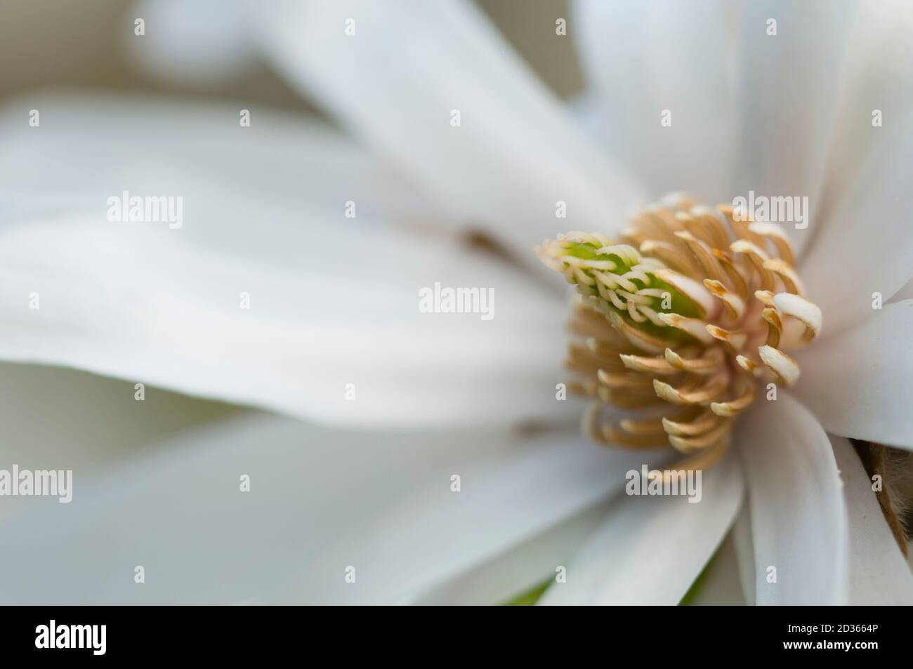 White Magnolia flower detail of pistils, petals and stamen Stock Photo ...