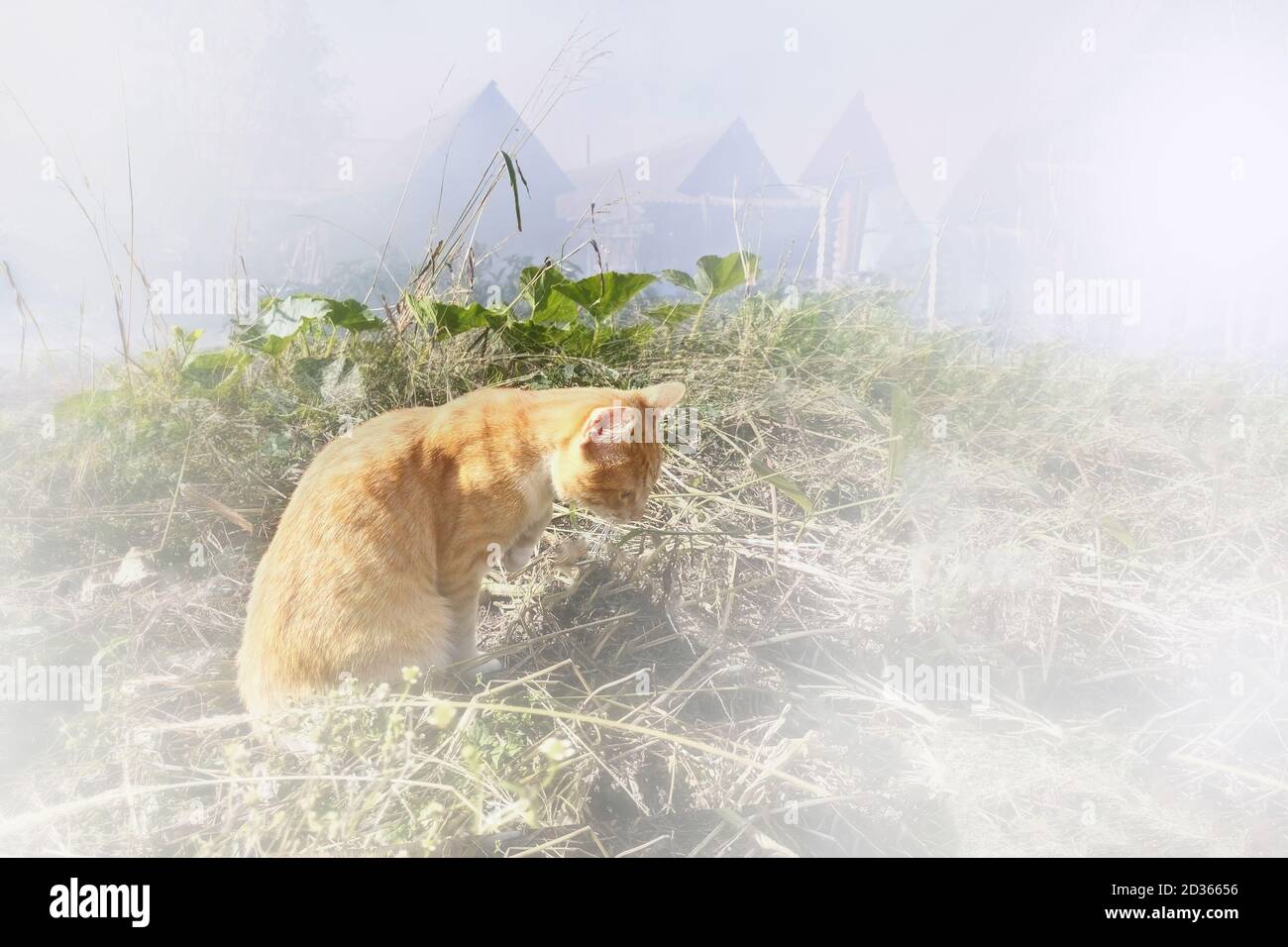 Cat on fire in the village. Red kitten in smoke. Danger, pet to fire ...