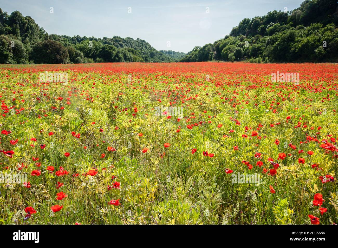Common poppy flowers, Papaver rhoeas, in a cultivated field Stock Photo ...