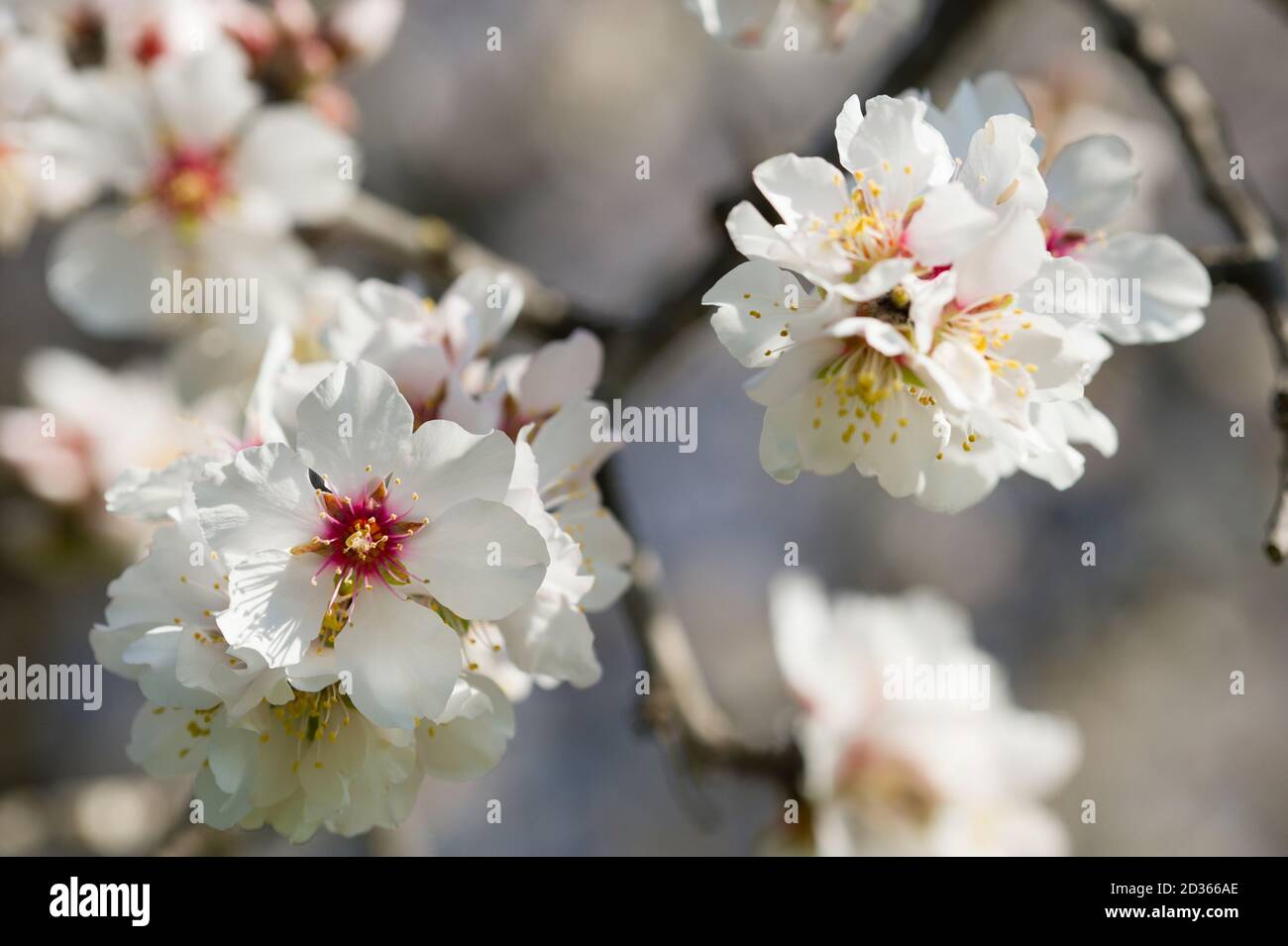 Almond tree flowers in full Spring bloom Stock Photo - Alamy