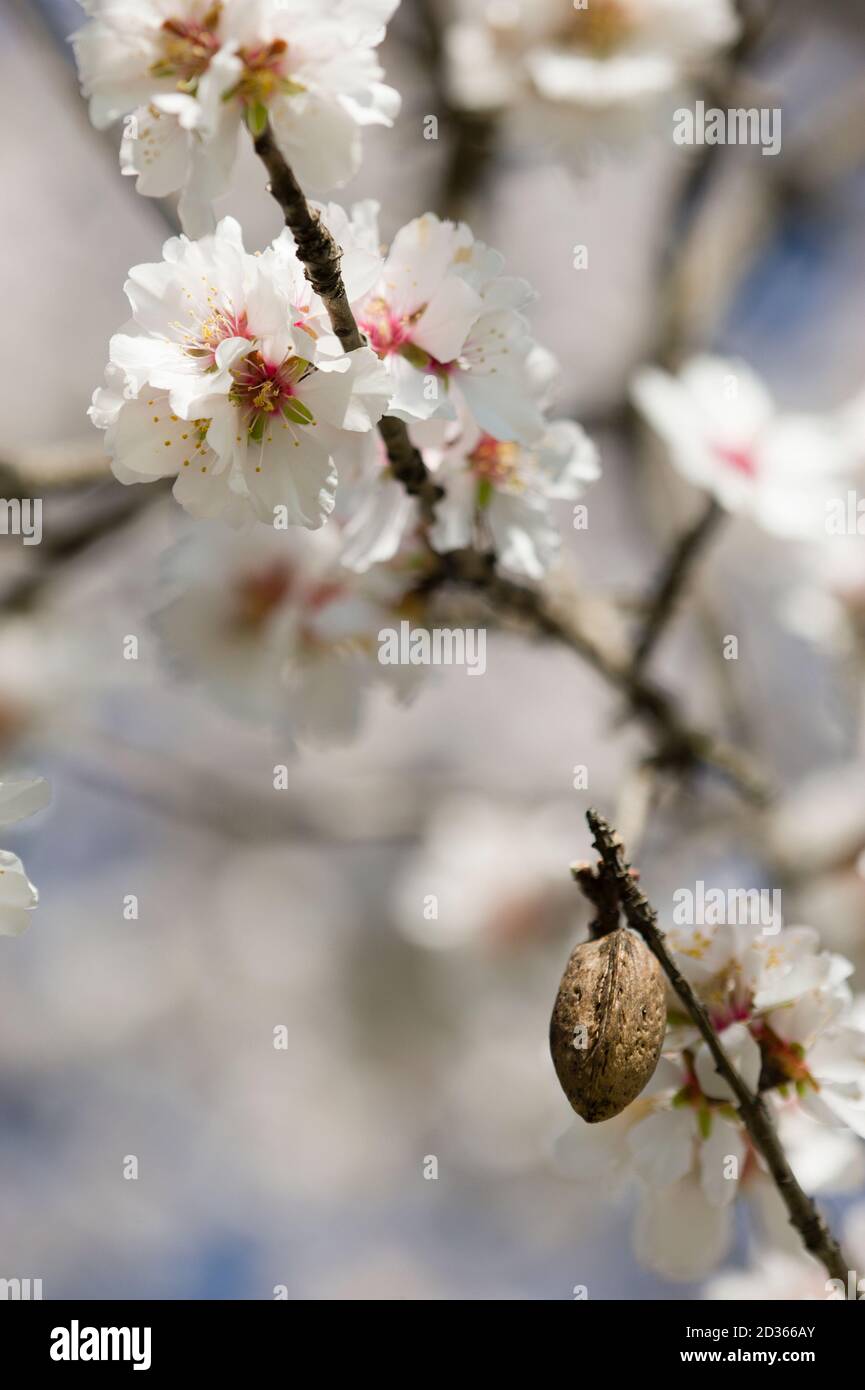 Almond tree flowers in full Spring bloom Stock Photo - Alamy