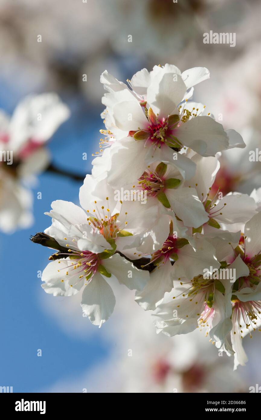 Almond tree flowers in full Spring bloom Stock Photo - Alamy