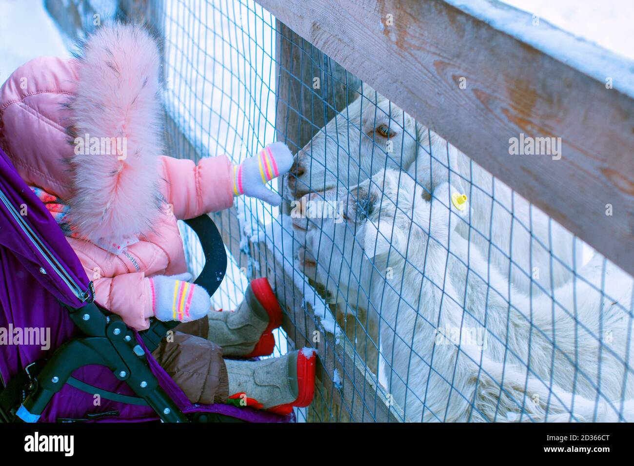 Baby and goats. Kids at the petting zoo. A little girl touches domestic ...