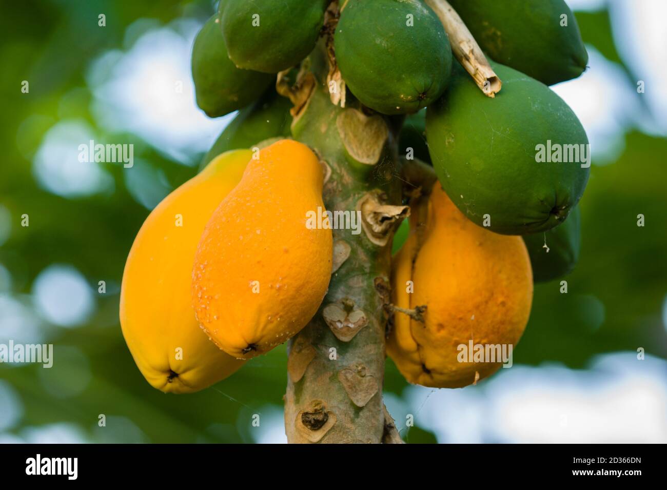 Yellow and green Mango fruits hanging from the tree, Mangifera indica ...