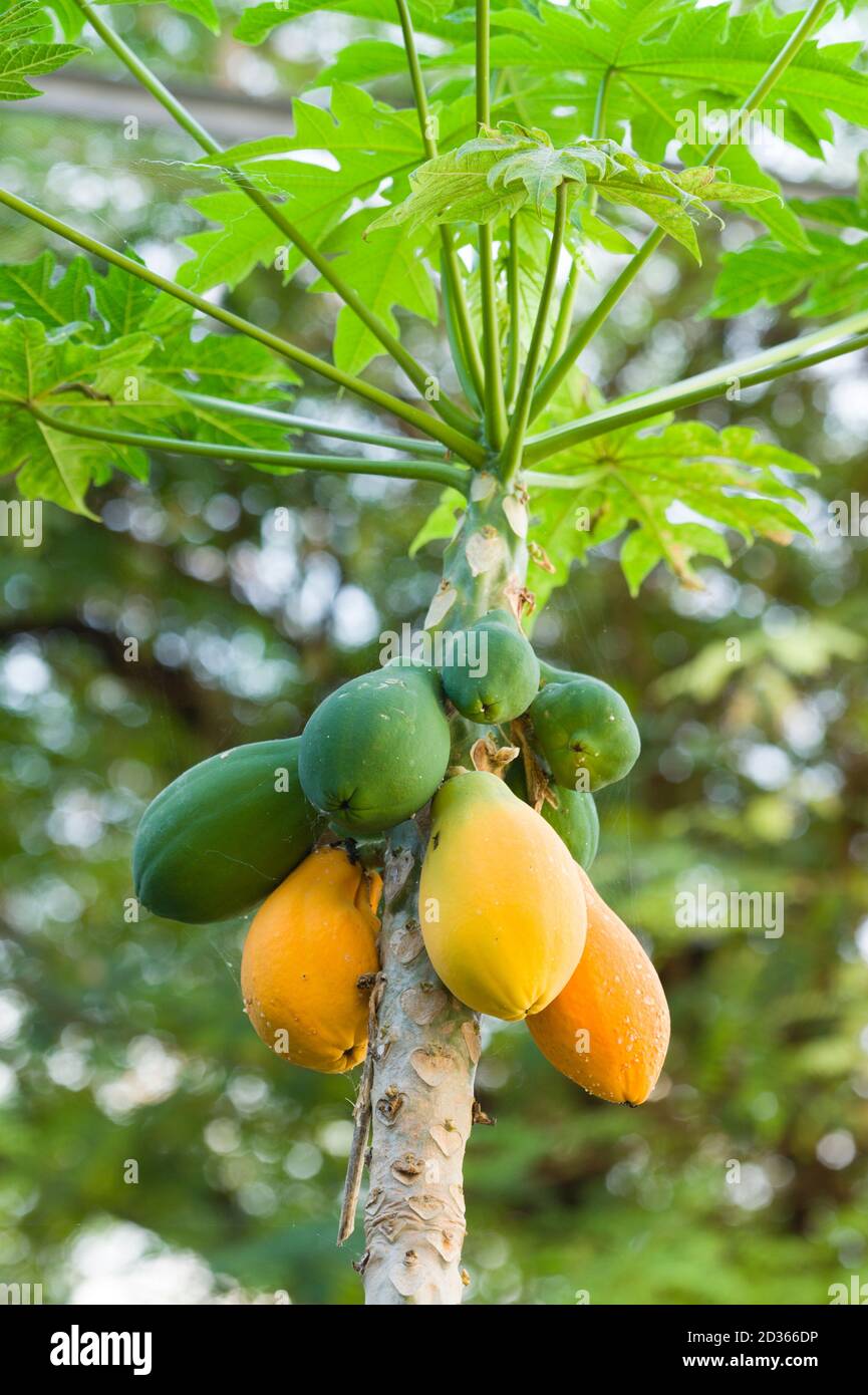 Yellow and green Mango fruits hanging from the tree, Mangifera indica ...