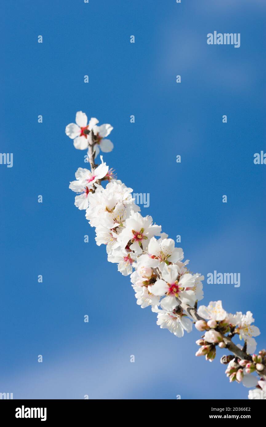 Almond tree flowers in full Spring bloom Stock Photo - Alamy