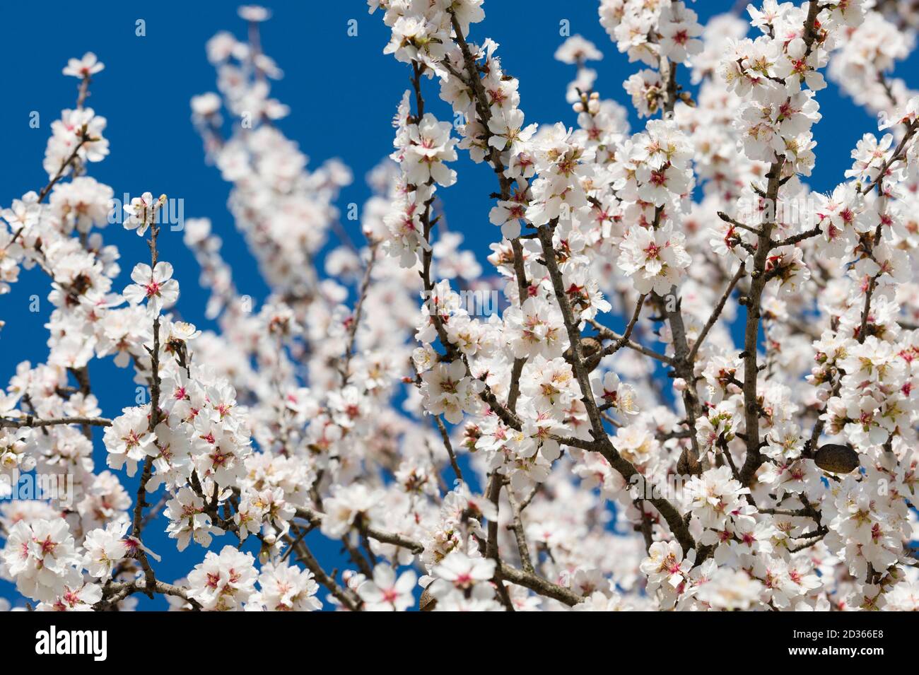 Almond tree flowers in full Spring bloom Stock Photo - Alamy