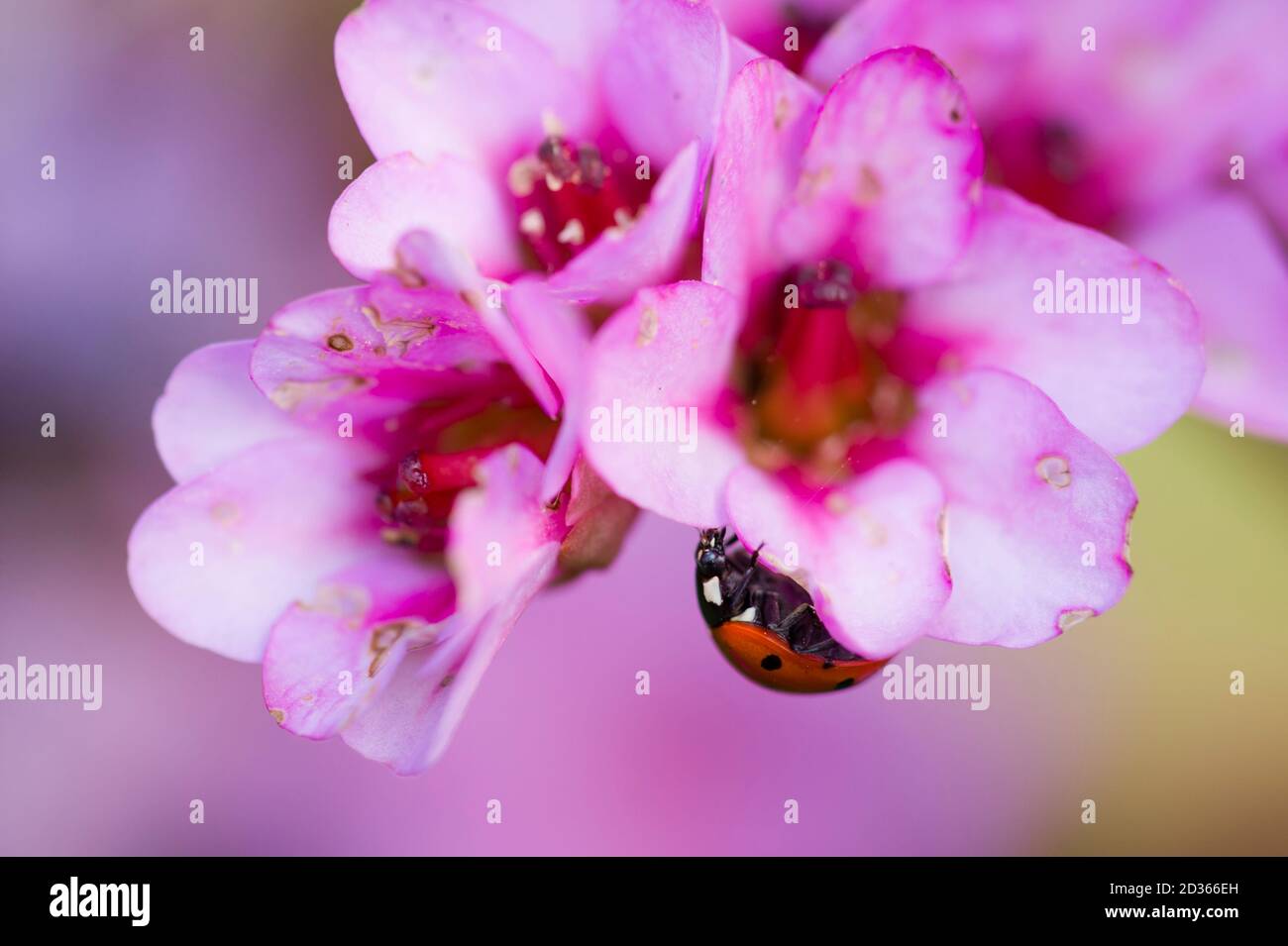 Chinese ladybug hi-res stock photography and images - Alamy