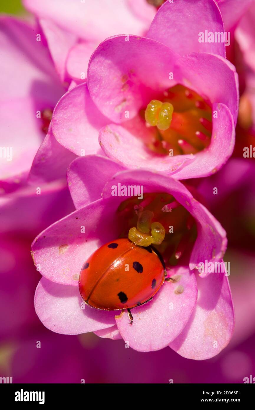 Ladybug, ladybird, inside pink flowers, Adalia septempunctata Stock ...