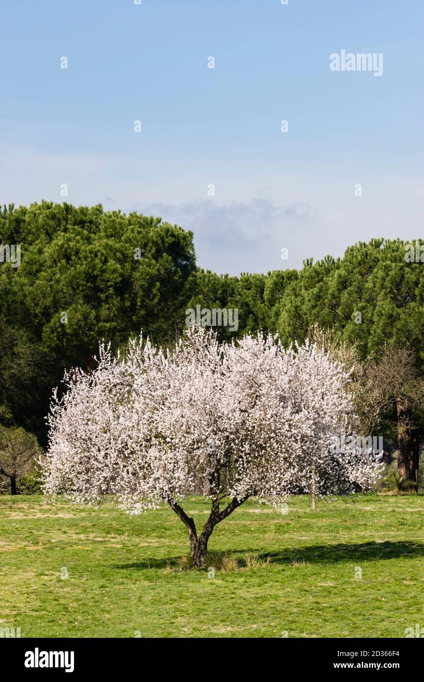 Almond tree in full hi-res stock photography and images - Alamy