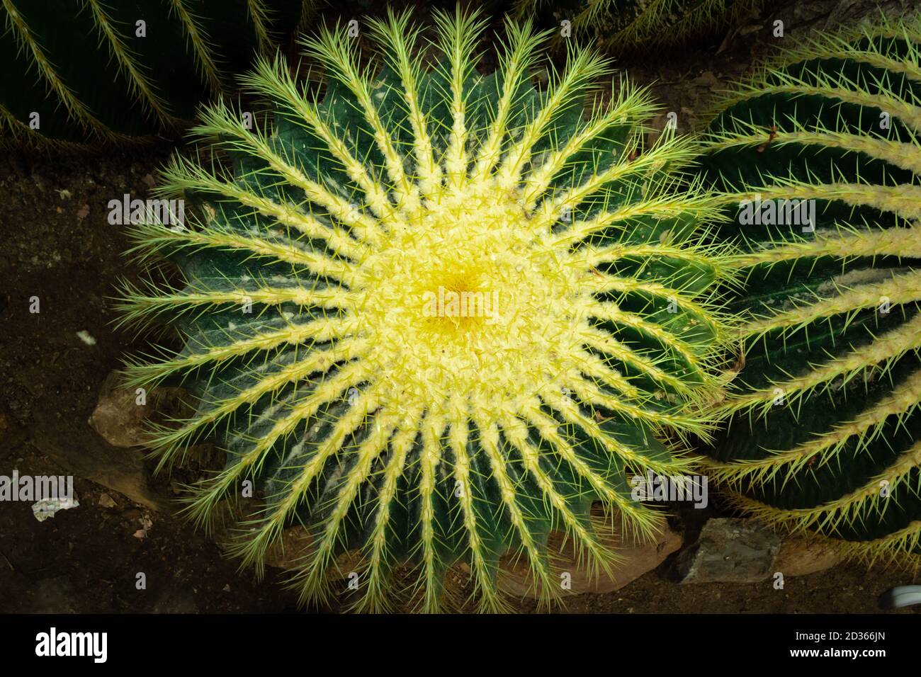 Green cactus with thorns, Cape Town, South Africa Stock Photo - Alamy