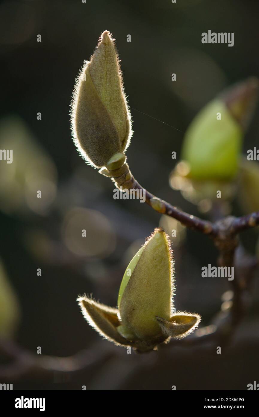 Magnolia flower buds ready to bloom in Spring with back light Stock ...