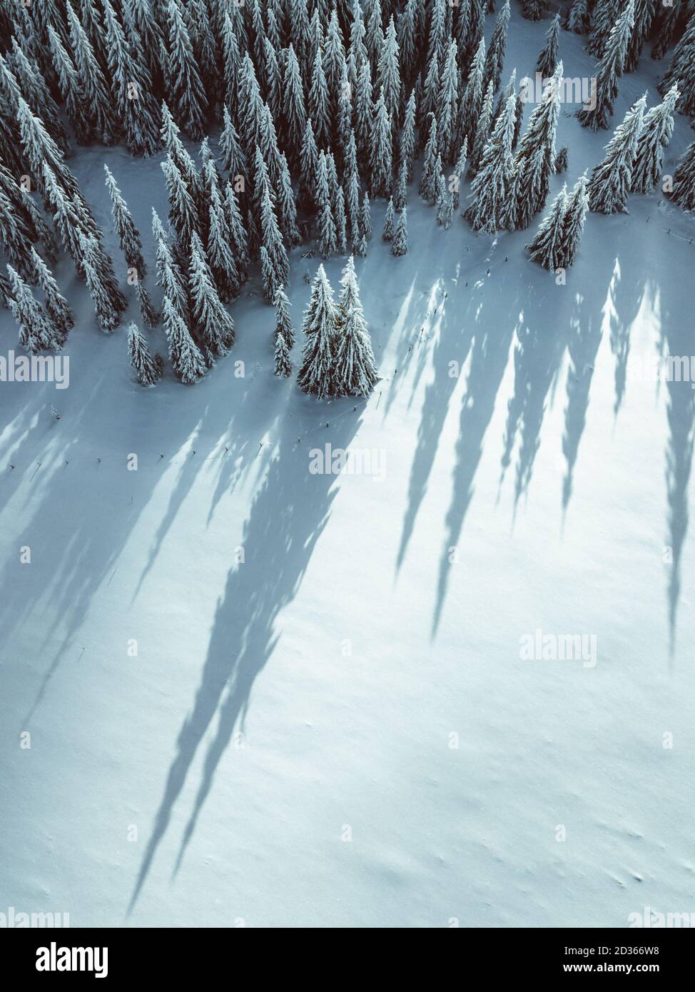 Interesting trees hi-res stock photography and images - Alamy