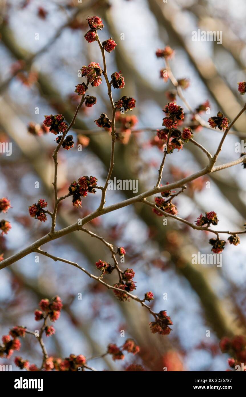 Parrotia persica red flowers on blue sky background, Persian ironwood ...