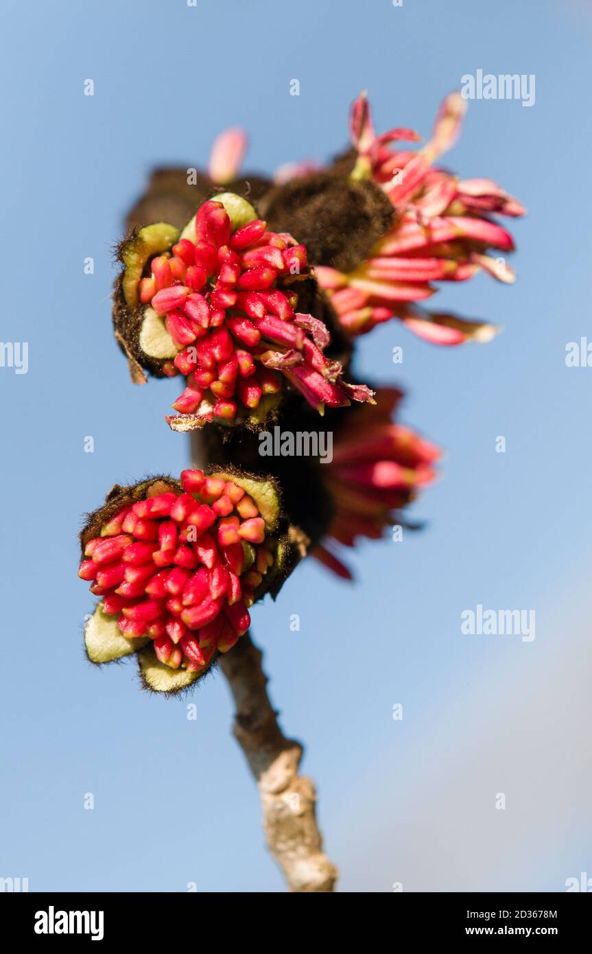 Parrotia persica red flowers on blue sky background, Persian ironwood ...
