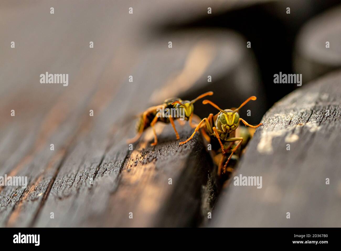 Close up shot of wasps Stock Photo - Alamy