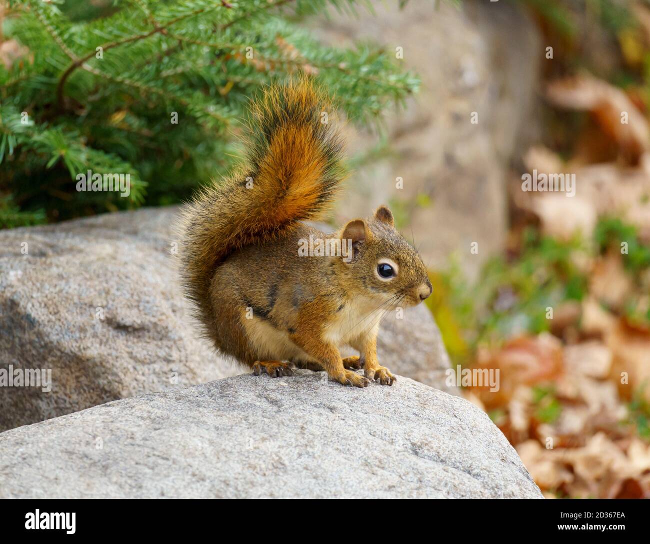 An American red squirrel (Tamiasciurus hudsonicus) on a rock in ...