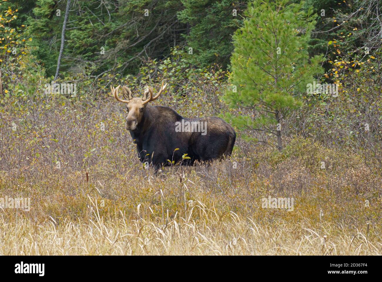 A bull moose (alces alces) in the Superior National Forest in Cook ...