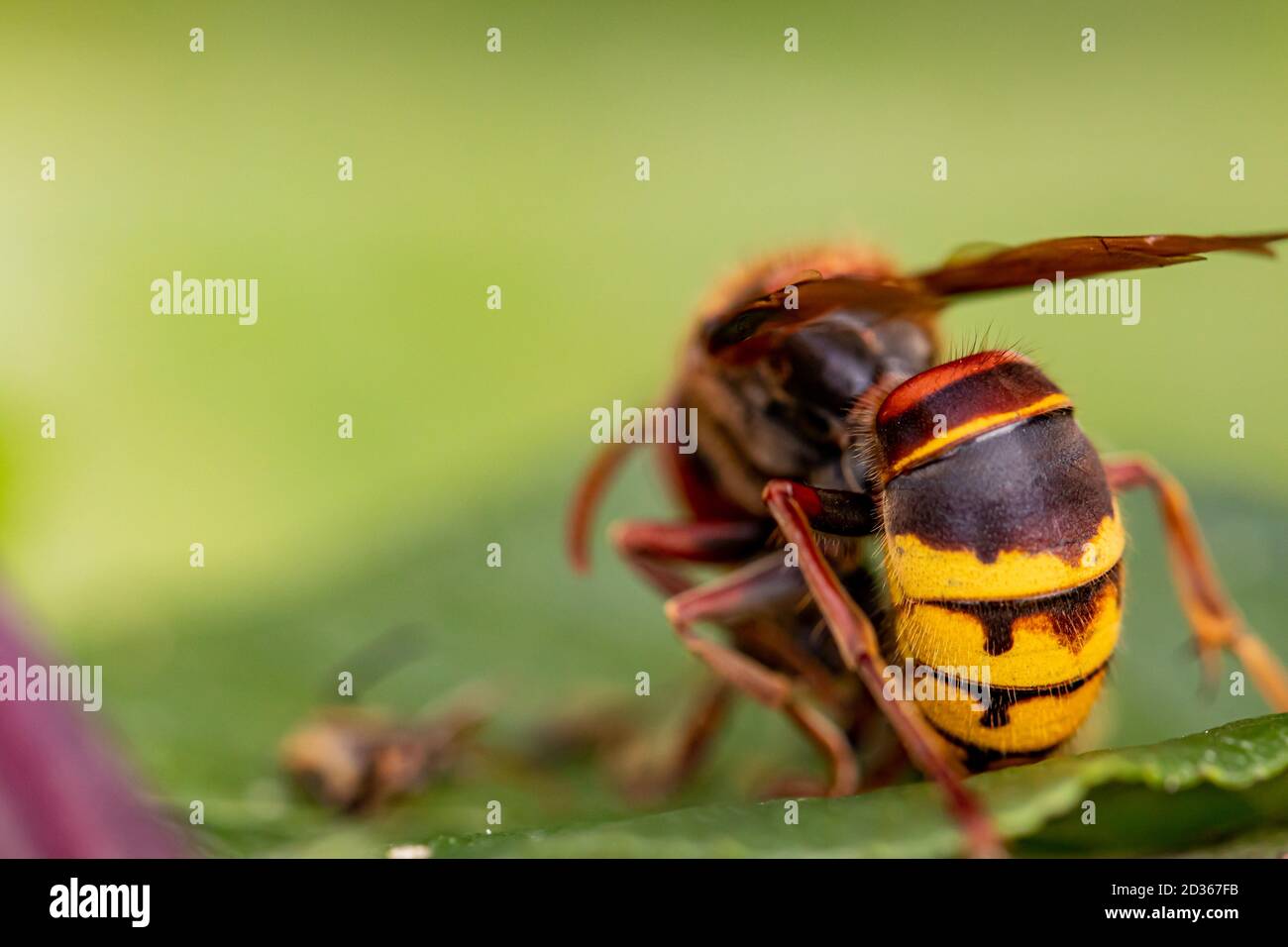 European hornet feeding on leaf Stock Photo - Alamy