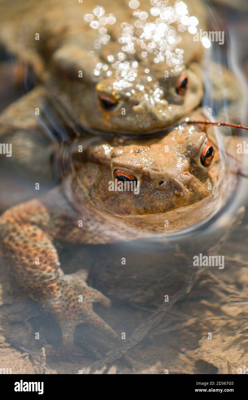 Toads mating in water hi-res stock photography and images - Alamy