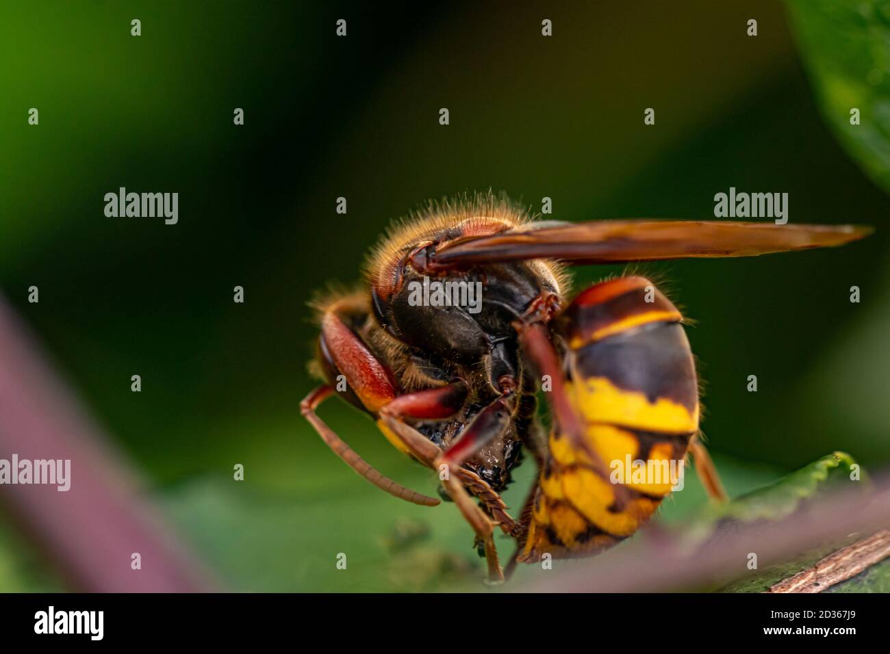 Close up shot of European hornet Stock Photo - Alamy