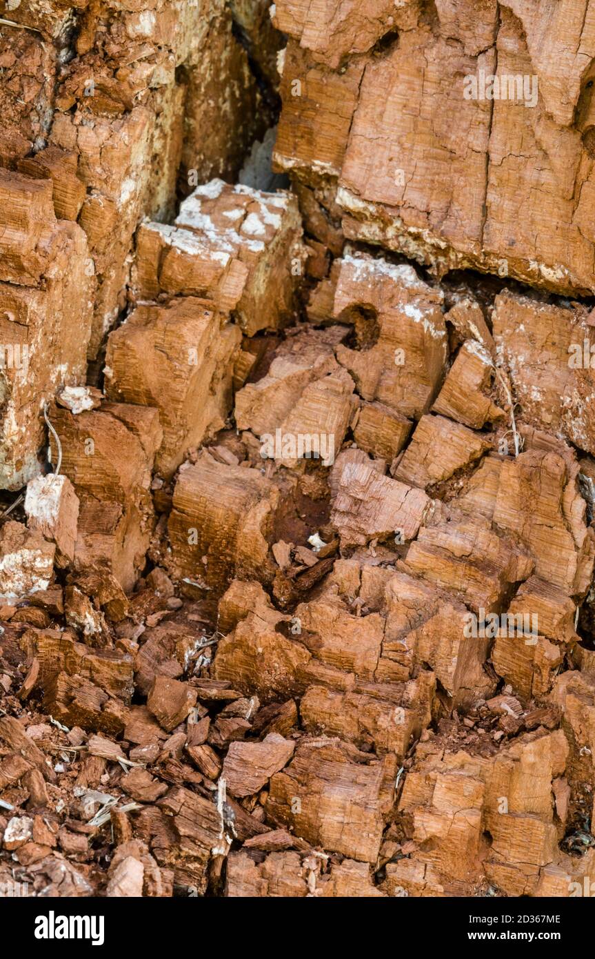 Detail of a broken tree trunk with bark resembling a rock wall Stock ...