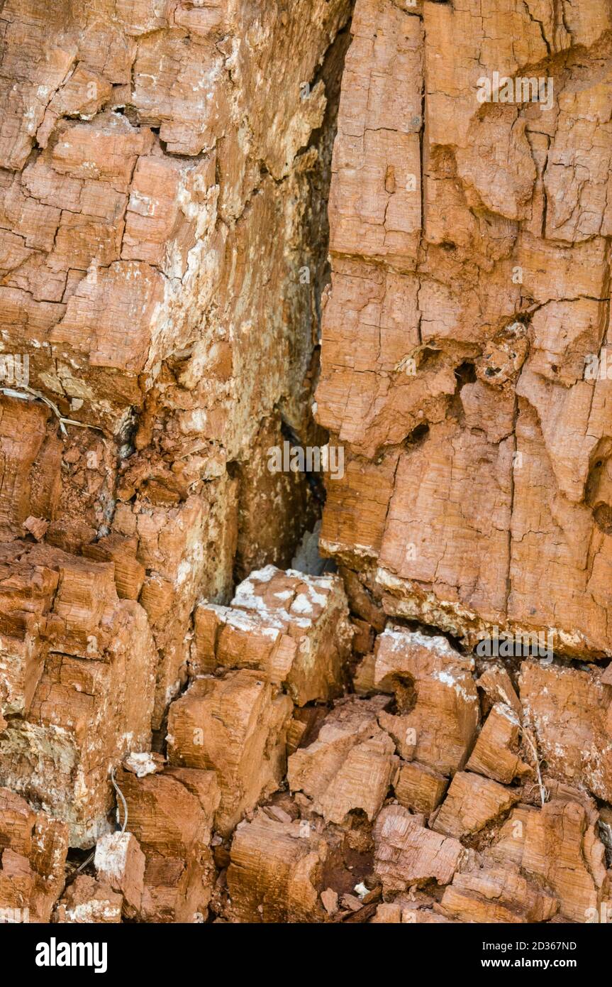 Detail of a broken tree trunk with bark resembling a rock wall Stock ...