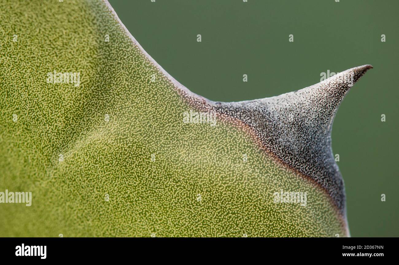 Detail of succulent plant Agave tip of leaf in the sun Stock Photo - Alamy