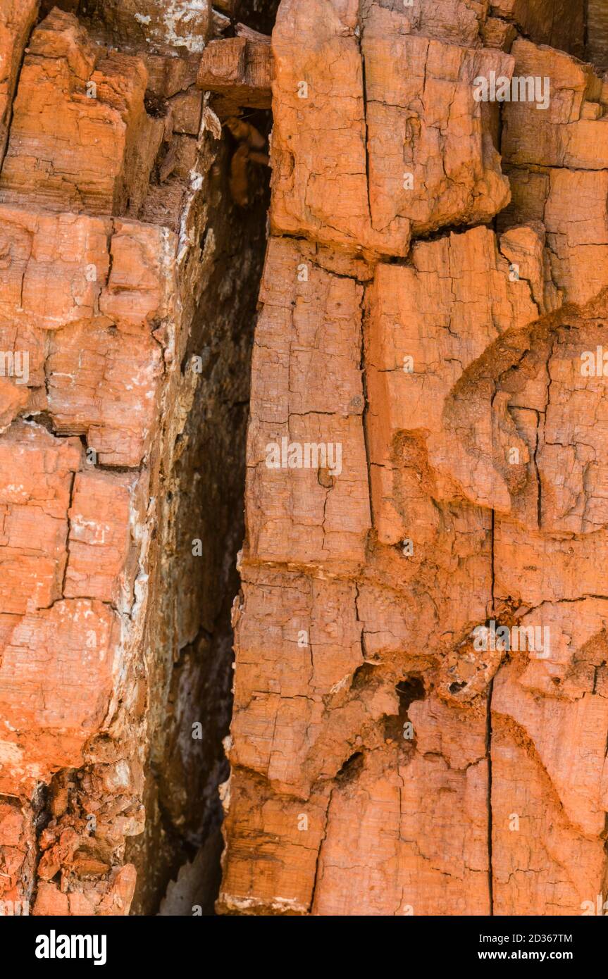 Detail of a broken tree trunk with bark resembling a rock wall Stock ...