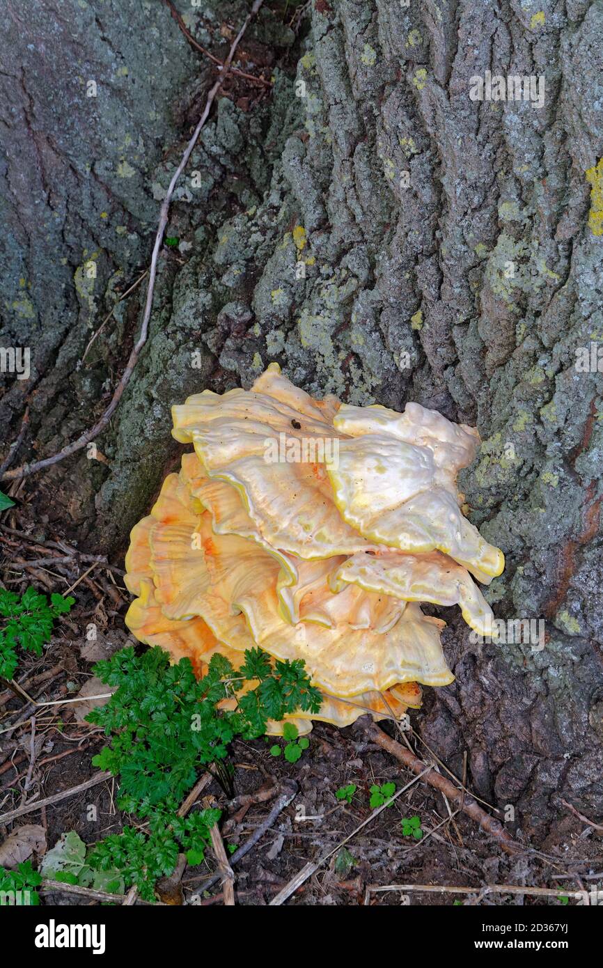 A large yellow bracket fungi growing on the bark of a tree, Surrey Uk ...