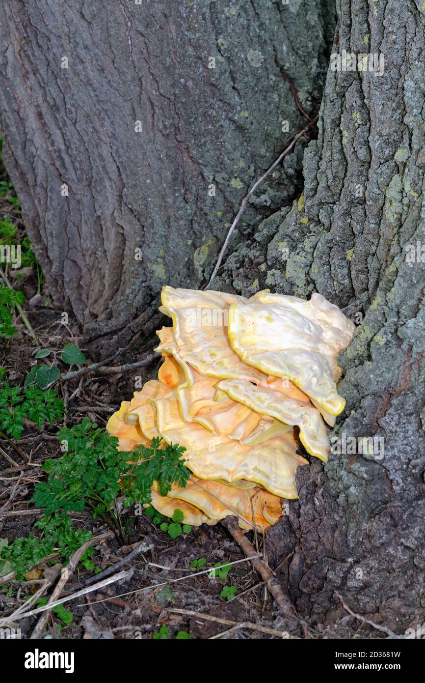 A large yellow bracket fungi growing on the bark of a tree, Surrey Uk ...