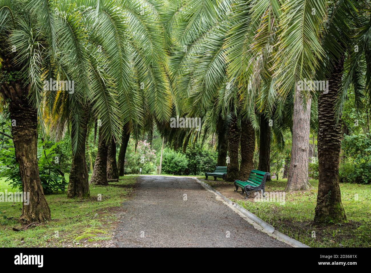 Palm trees in the arboretum park in Sochi Stock Photo - Alamy