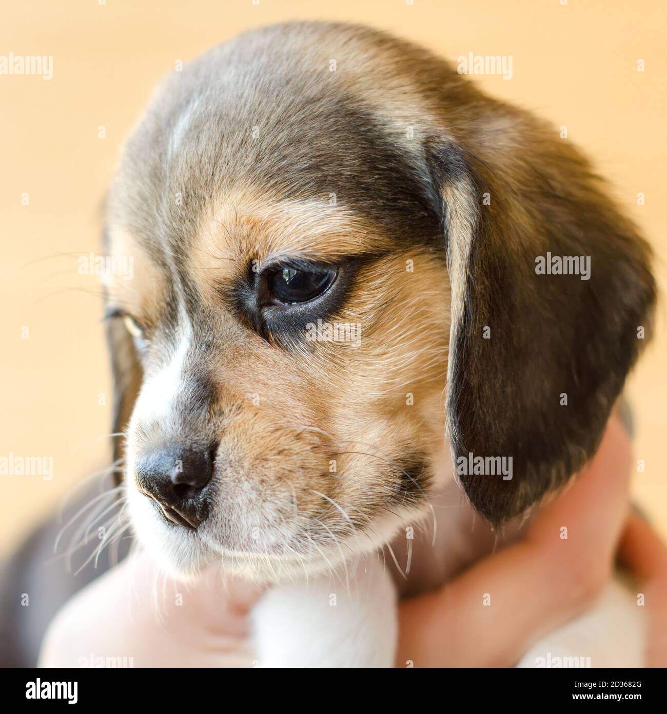 cute beagle puppy on the hands Stock Photo - Alamy