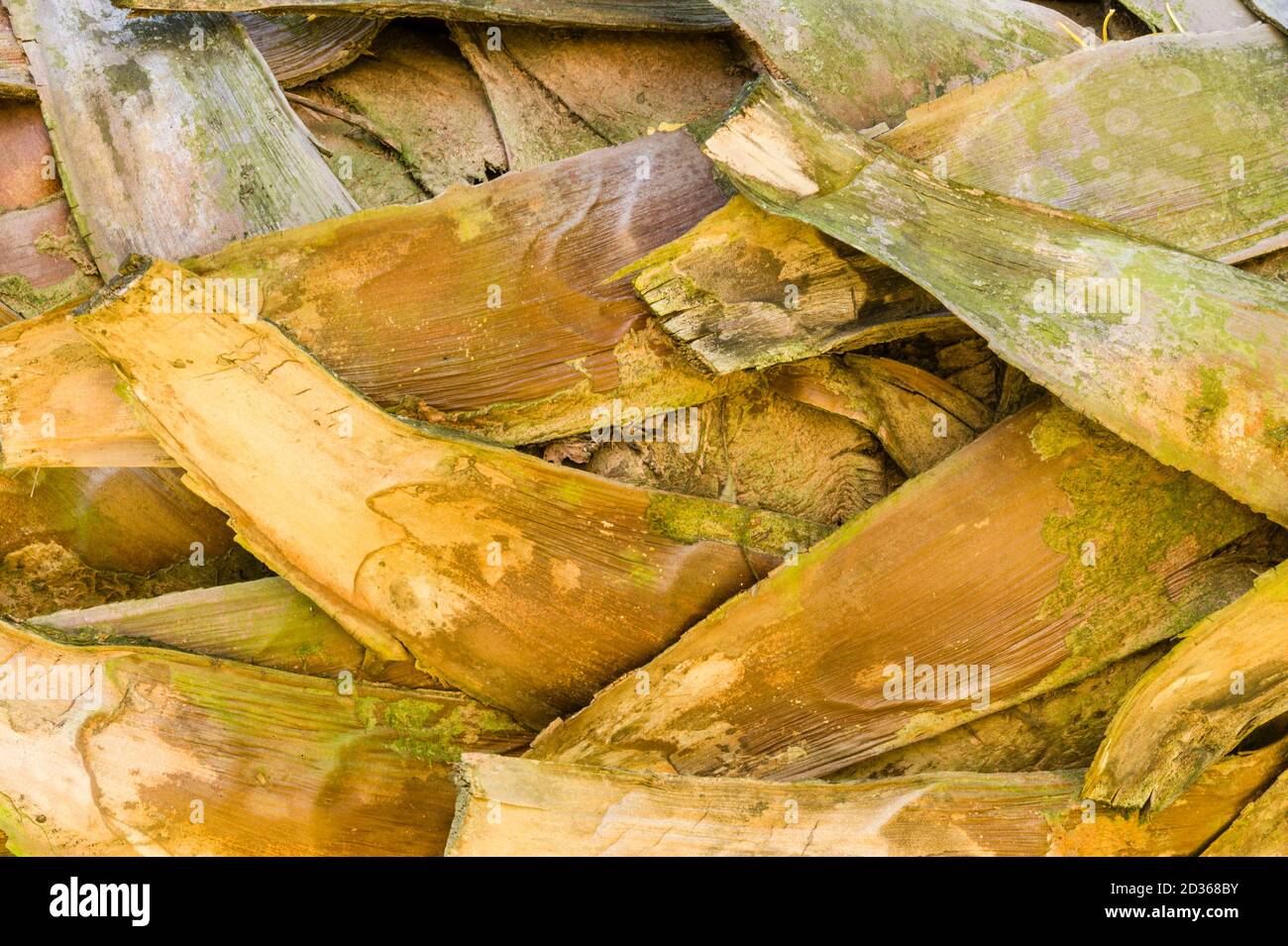 Detail of palm tree trunk with pruned leaf stalks Stock Photo - Alamy