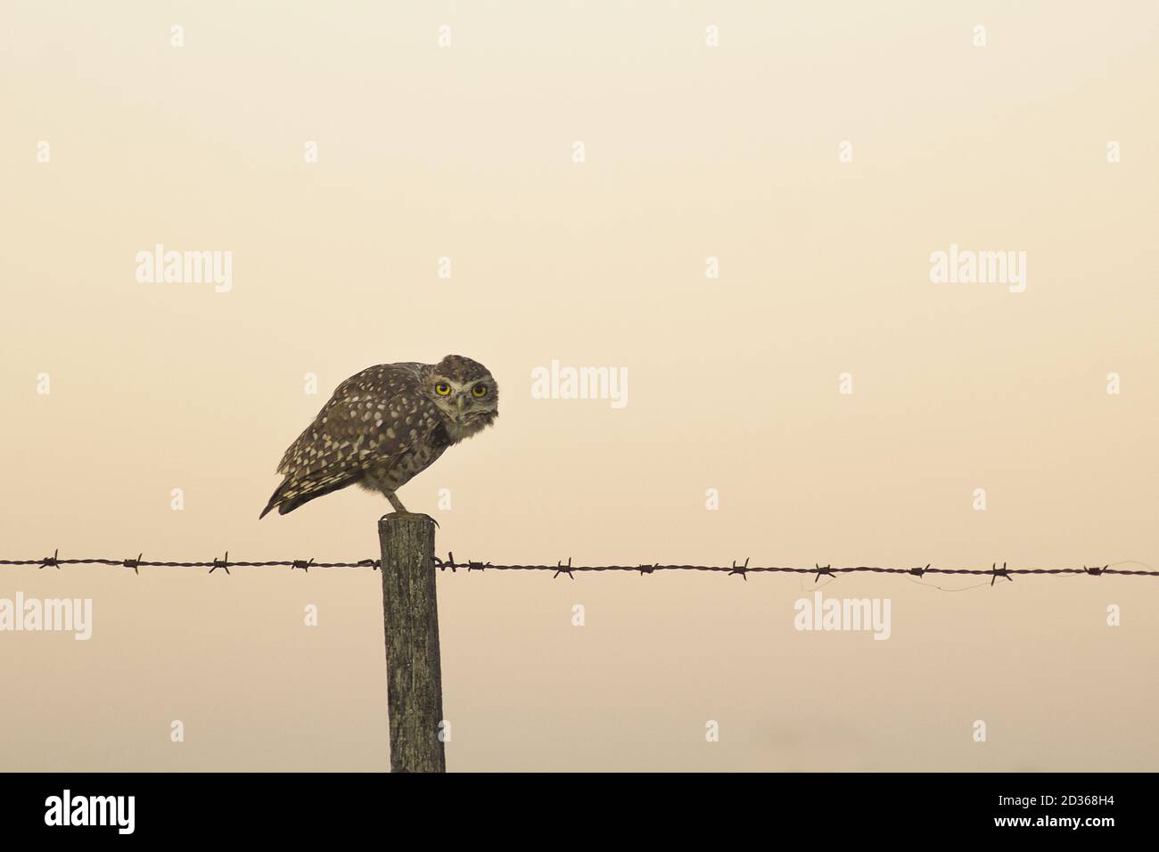 View of an owl bird standing on a bared wire post Stock Photo - Alamy
