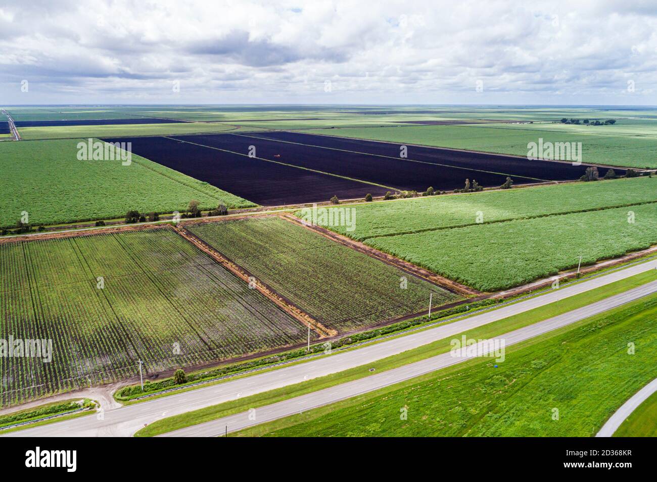 Flat farmland sugarcane fields black fertile soil agriculture hi-res ...