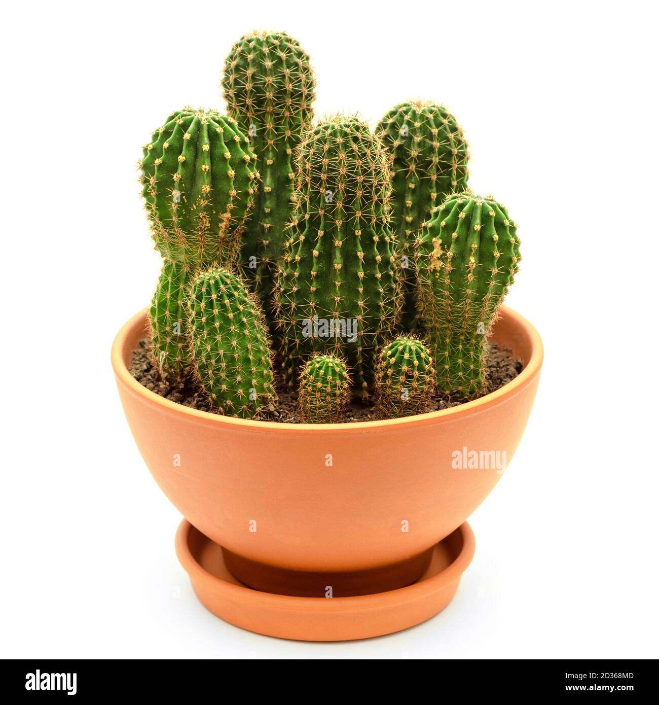cactus in pot isolated on a white background Stock Photo - Alamy