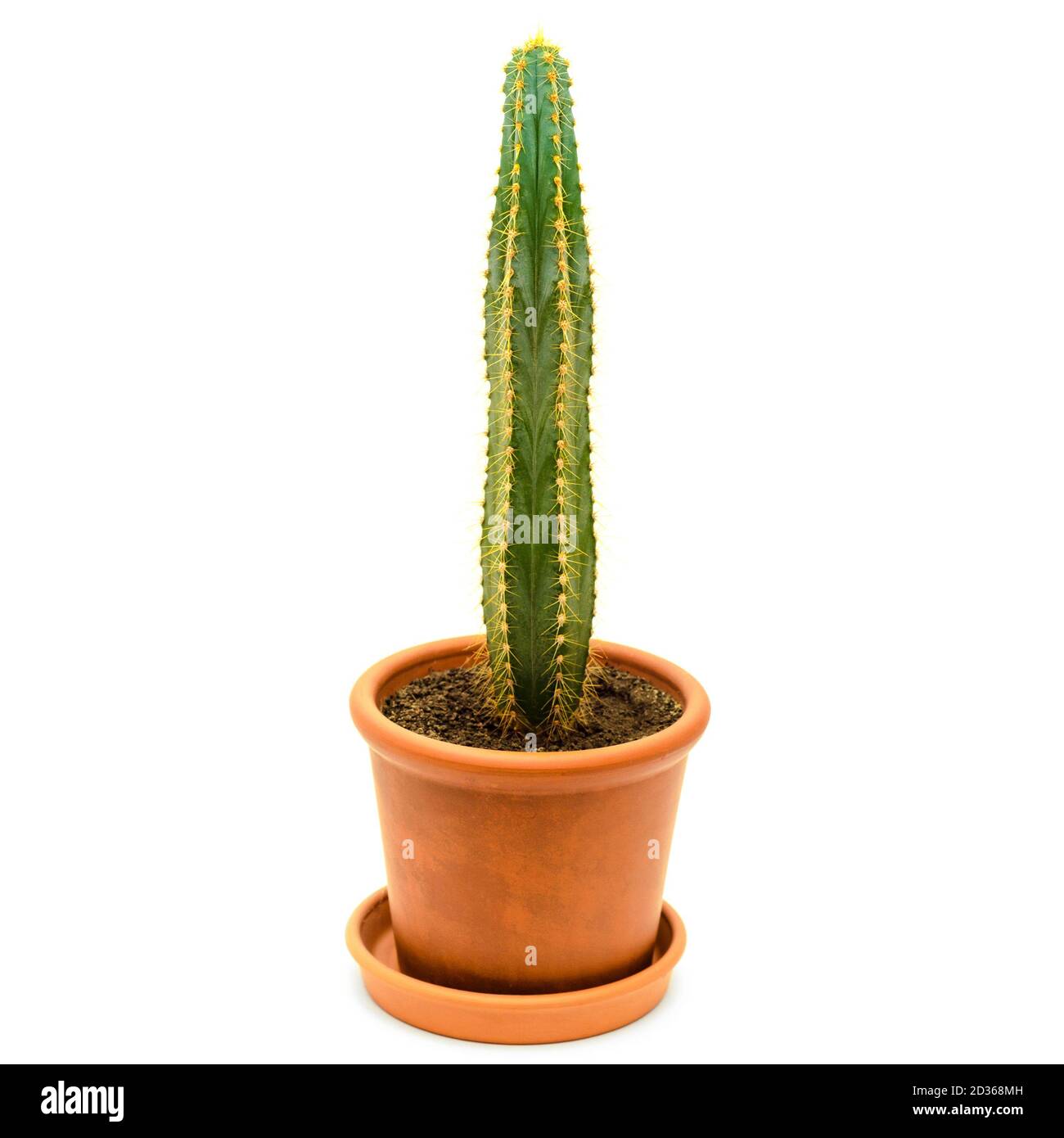 Cactus in a ceramic pot Cut Out Stock Images & Pictures - Alamy
