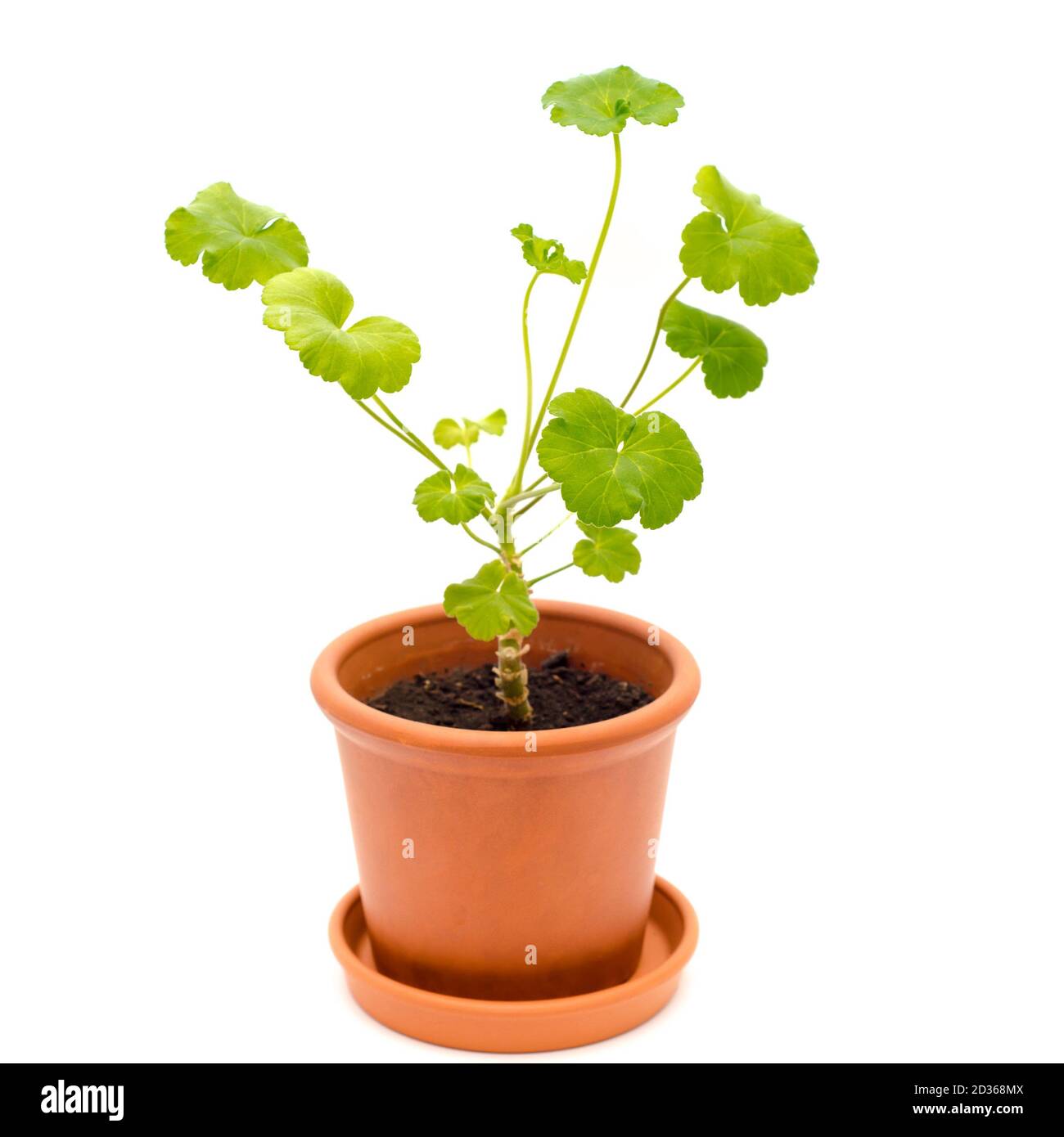Geranium plant leaves pot hi-res stock photography and images - Alamy