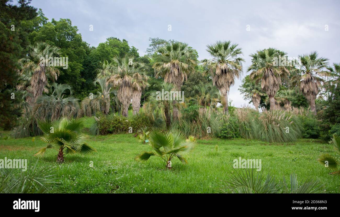 Palm trees in the arboretum park in Sochi Stock Photo - Alamy
