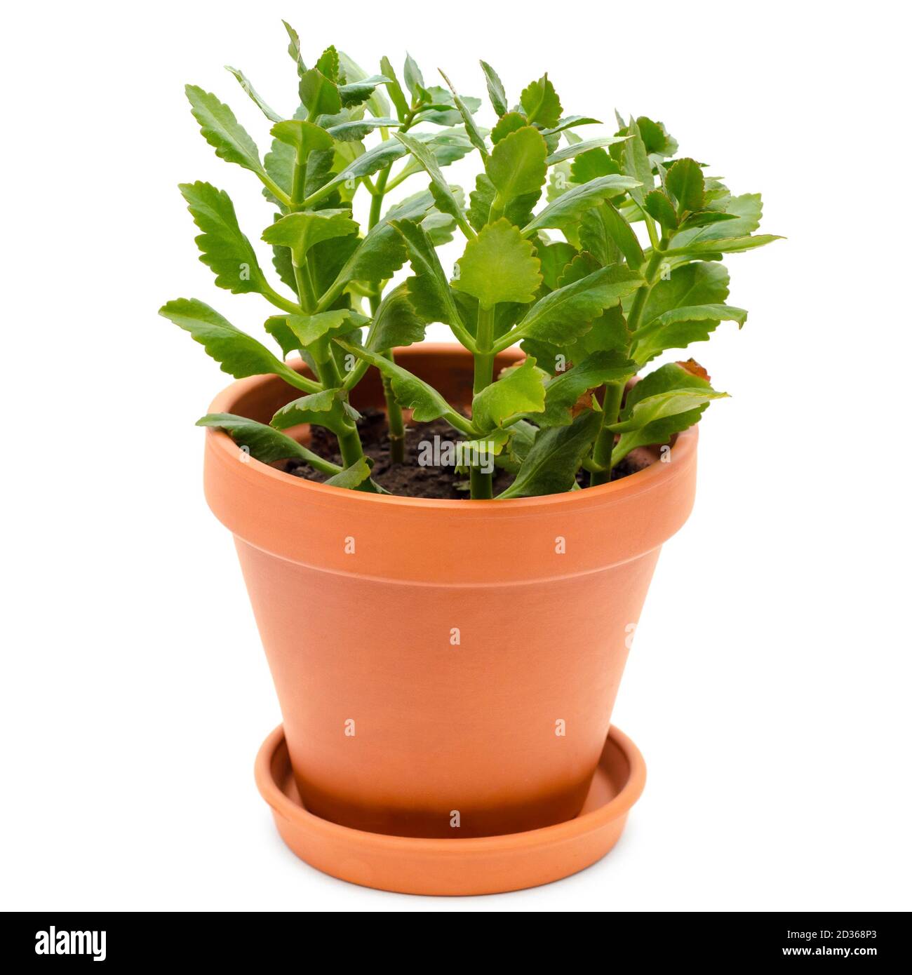 Kalanchoe cultivation hi-res stock photography and images - Alamy