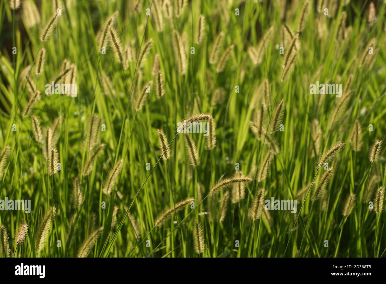 Closeup shot of foxtail grass growing in a field Stock Photo - Alamy